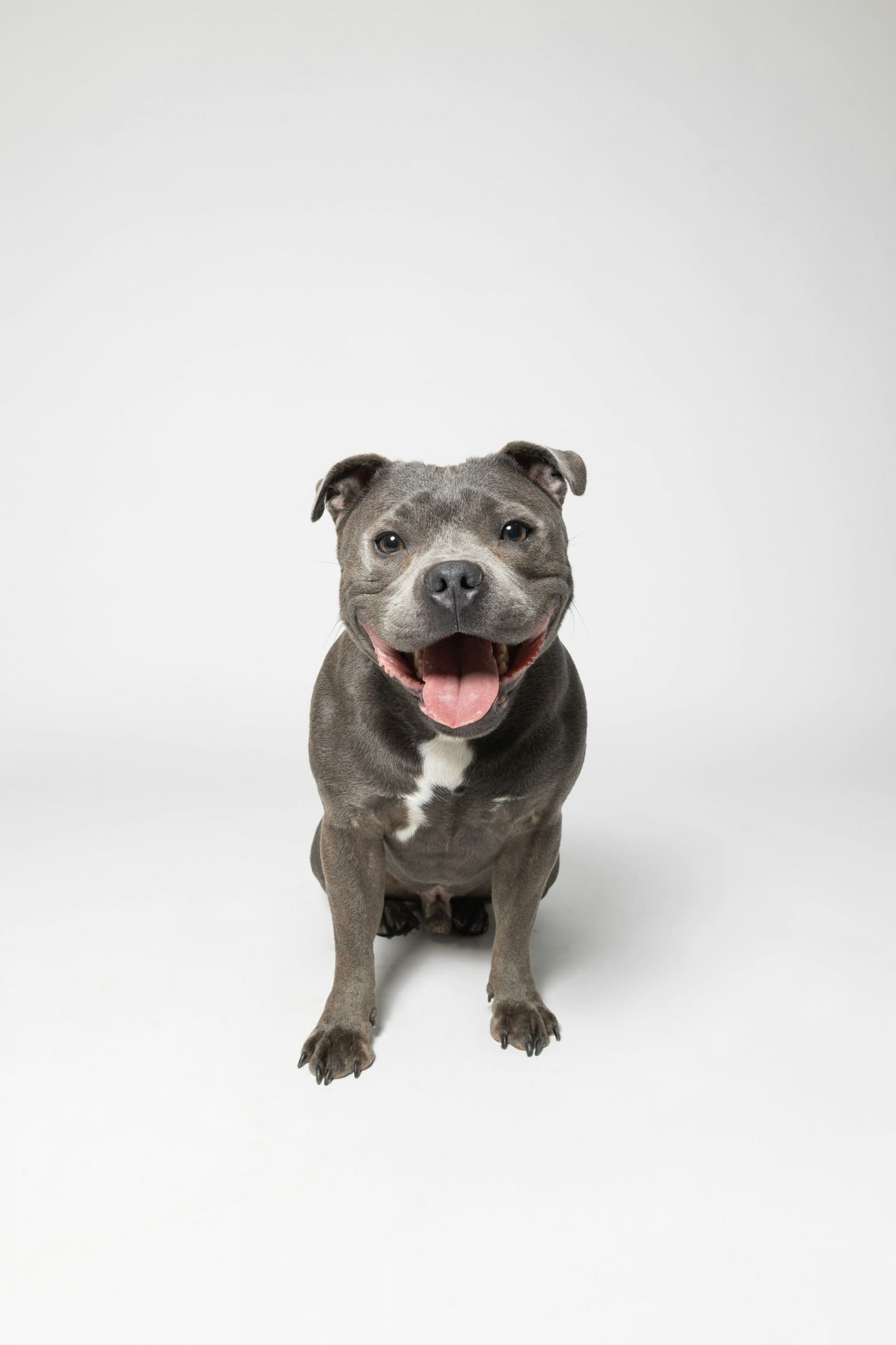 Staffie Bleu - Ce qu'il faut savoir avant de craquer