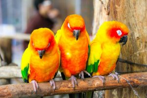 Conure soleil : Espérance de vie, caractère, alimentation, soins
