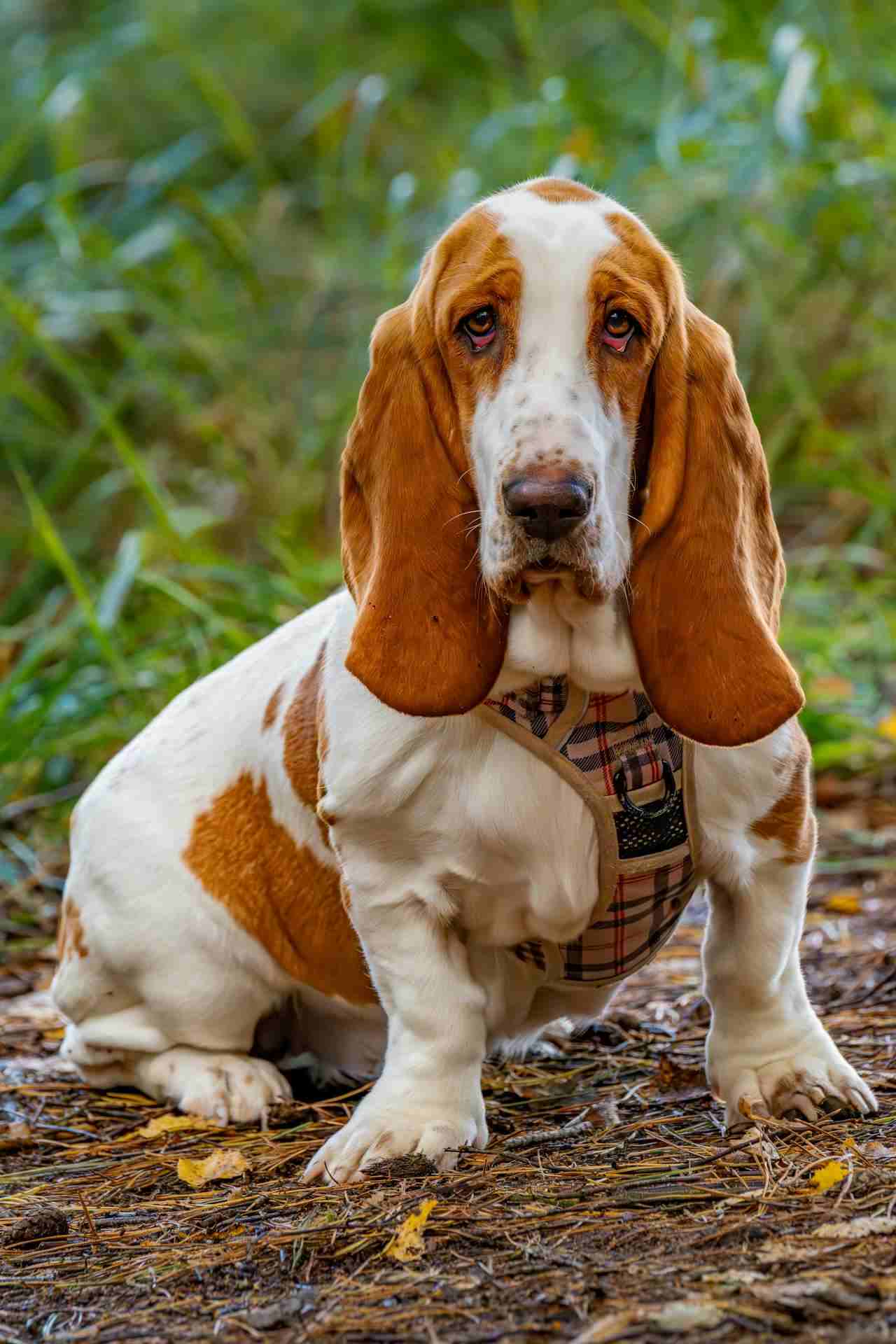 Basset - Tout savoir sur le Basset Hound
