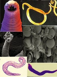 Chat qui a des vers : Danger pour le Chat et pour L'homme