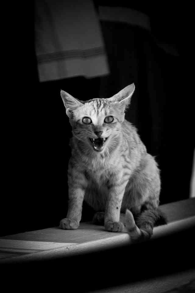 Chat qui mord et griffe : 5 Causes et Solutions - Animogs